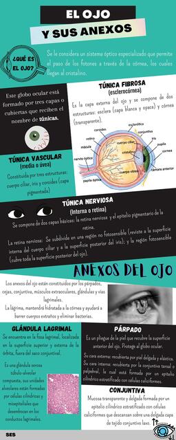 El ojo y sus anexos | Sheresan Estsan | uDocz