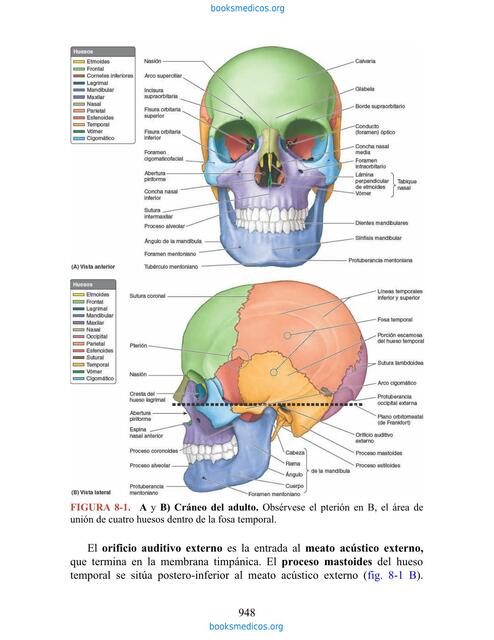 Regiones Caras cráneo | Alvaro | uDocz