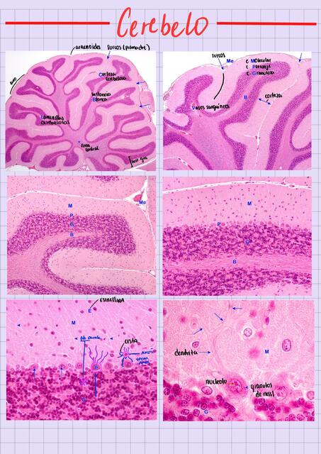 Tema 4 Cerebelo | uDocz