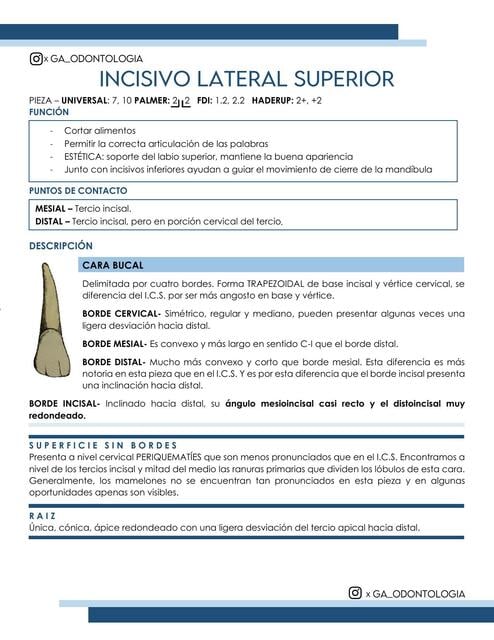 Flashcards de Incisivo Lateral Superior | Por GA ODONTOLOGIA | uDocz