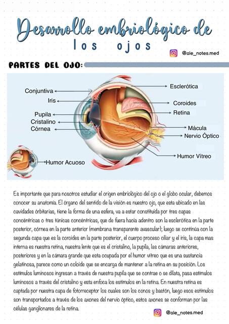 Desarrollo Embriológico de los Ojos | Enfermería | uDocz