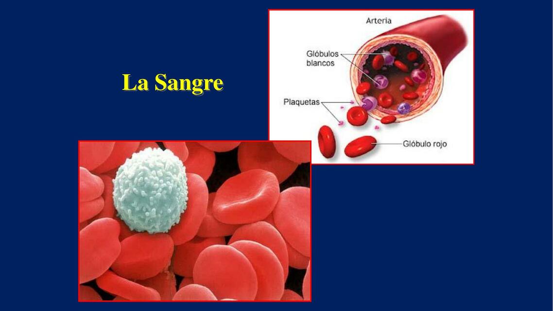 Unidad 10 La sangre | Liz Dipieri | uDocz