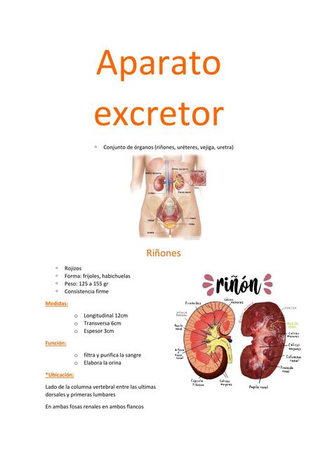 Aparato excretor | Tábita Foscarini | uDocz