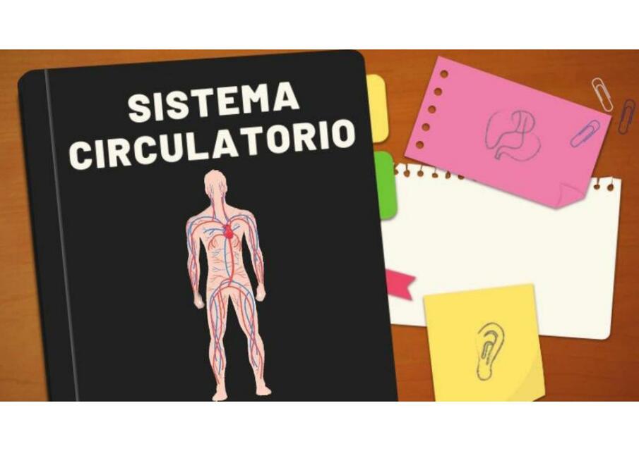 Sistema Circulatorio | Karol Zapata | uDocz