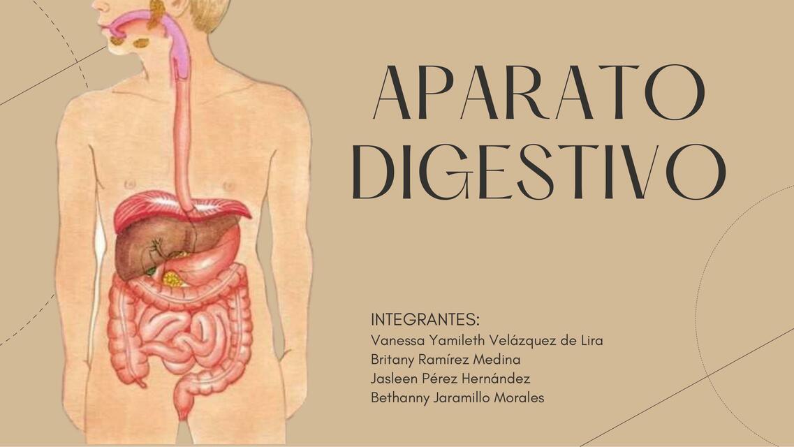 Aparato Digestivo | Karol Zapata | uDocz
