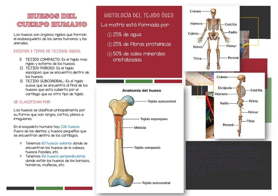 Huesos del Cuerpo Humano | Jhulia Nurse | uDocz