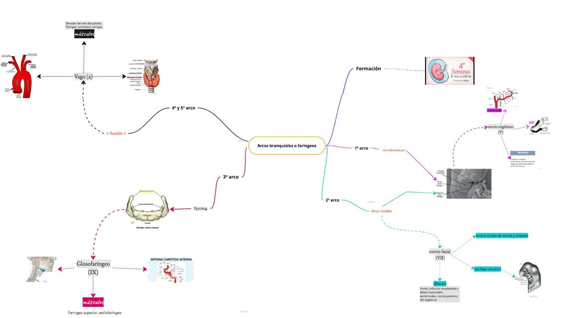 Arcos Branquiales o Faríngeos | Stephanie Salazar | uDocz