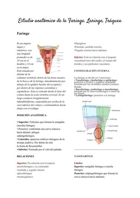 Estudio Anatómico de la Faringe | María Belén Ramirez De la Cruz | uDocz
