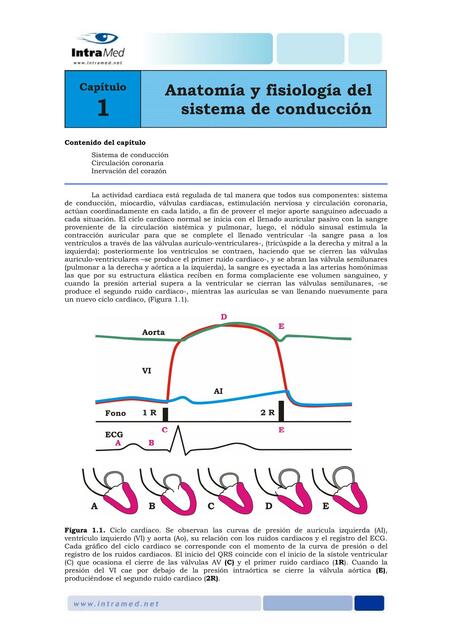 Anatomía y Fisiología del Sistema de Conducción | Yara Cano Hinojosa ...