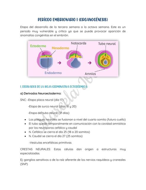 Periodo Embrionario I (Organogénesis) | Marcela Ibeth | uDocz