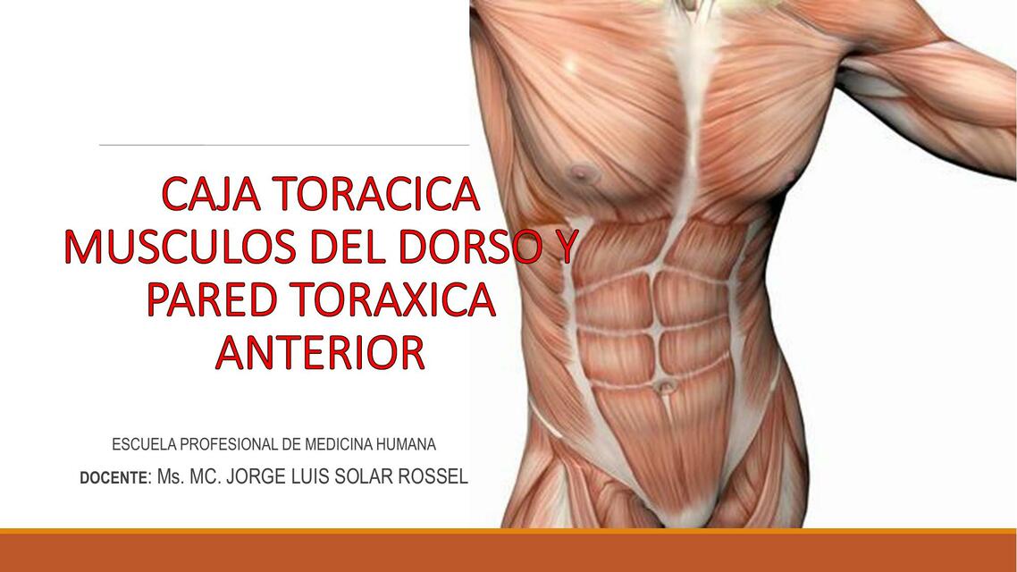 Musculosa Del Dorso y Pared Anterolateral Del Tórax | uDocz