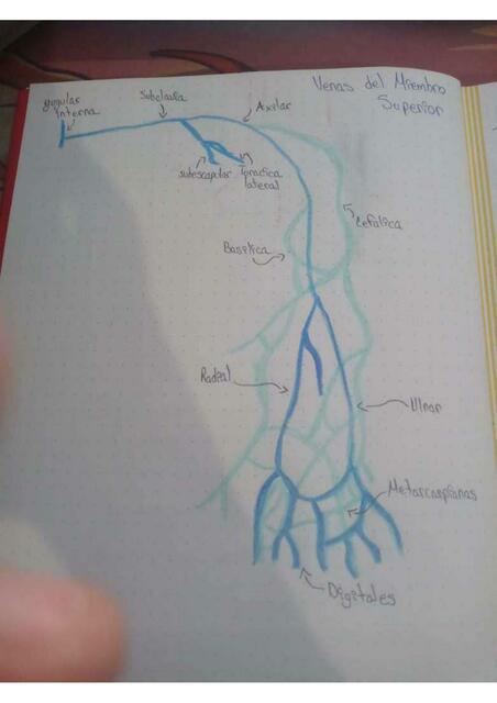 Venas del brazo | Adolfo Piñon Peña | uDocz