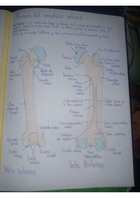 Huesos del Miembro Inferior | Adolfo Piñon Peña | uDocz