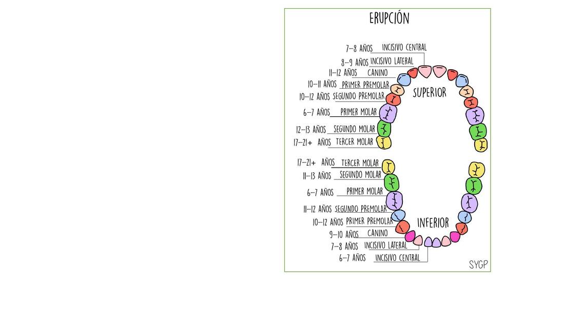 Dentición | Sonia Yamilet Gutierrez Puente | uDocz