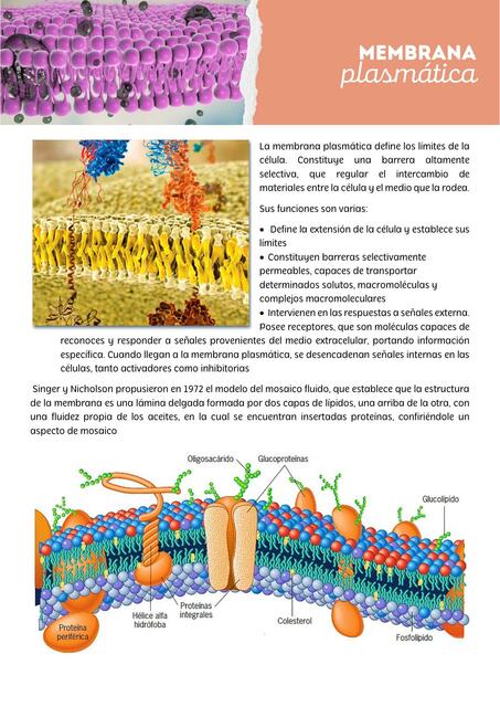 La Membrana Plasmática | studymedwithanto | uDocz