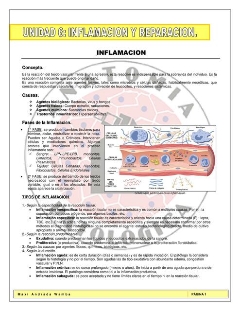 Inflamación y Reparación | Marce Gil | uDocz