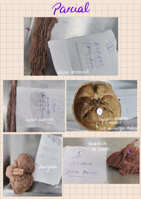 Parcial Anatomía | uDocz