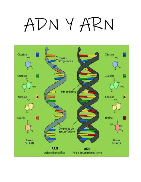 Flashcards de ADN Y ARN | Por valktt niku | uDocz