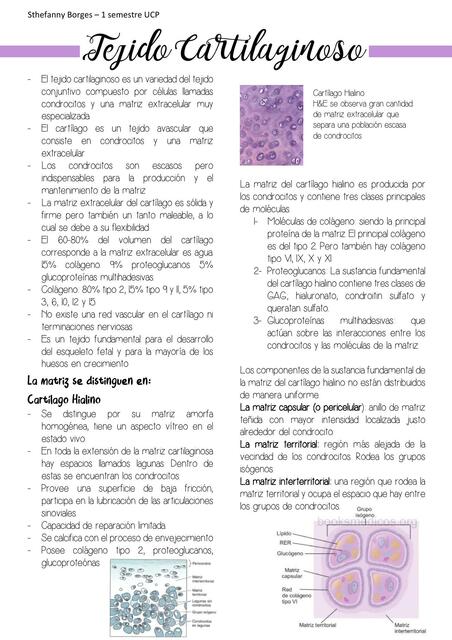 Tejido Cartilaginoso | Anne Karolinne | uDocz
