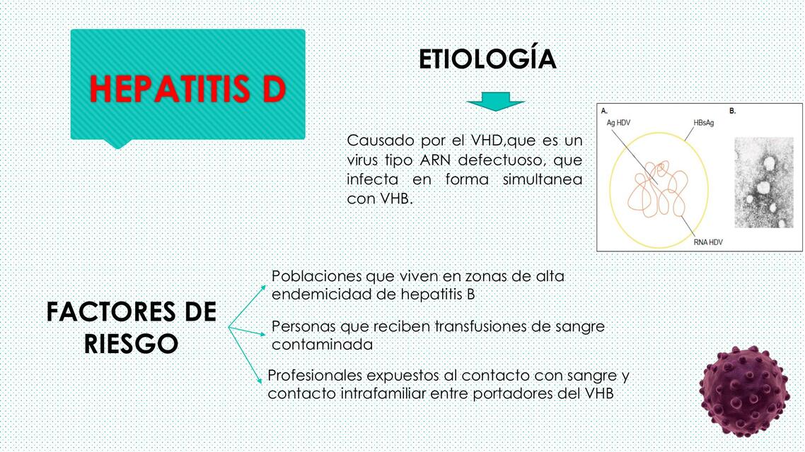Hepatitis D | carlos carrero | uDocz