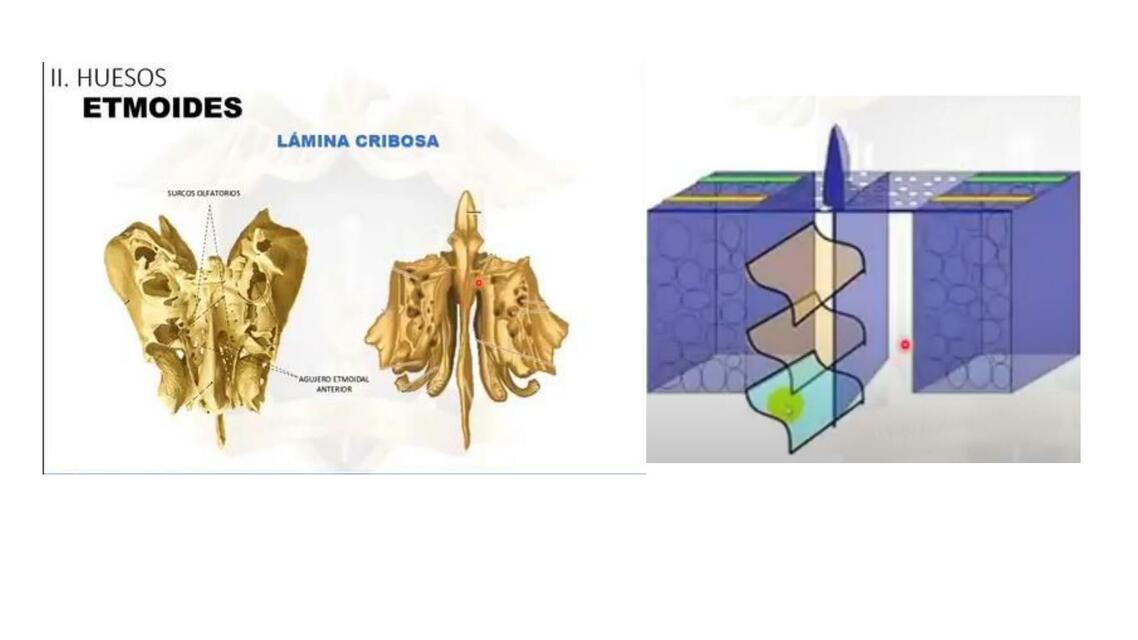 Huesos Etmoides | codiro semana 3 | uDocz
