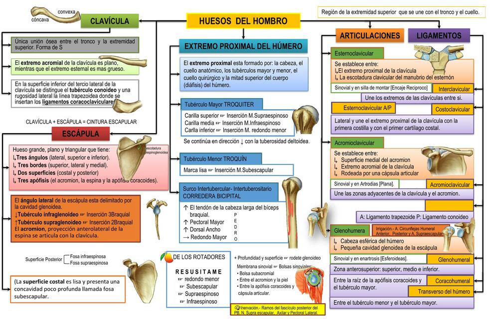 Huesos del hombro | Enfermería | uDocz