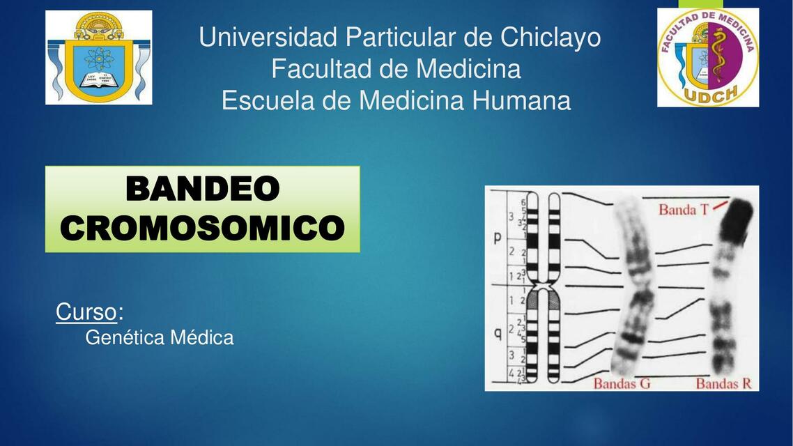 Bandeo cromosómico | Lourdes Rafael Dávila | uDocz