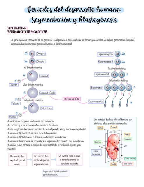 Segmentación y blastogénesis humana | Samy | uDocz