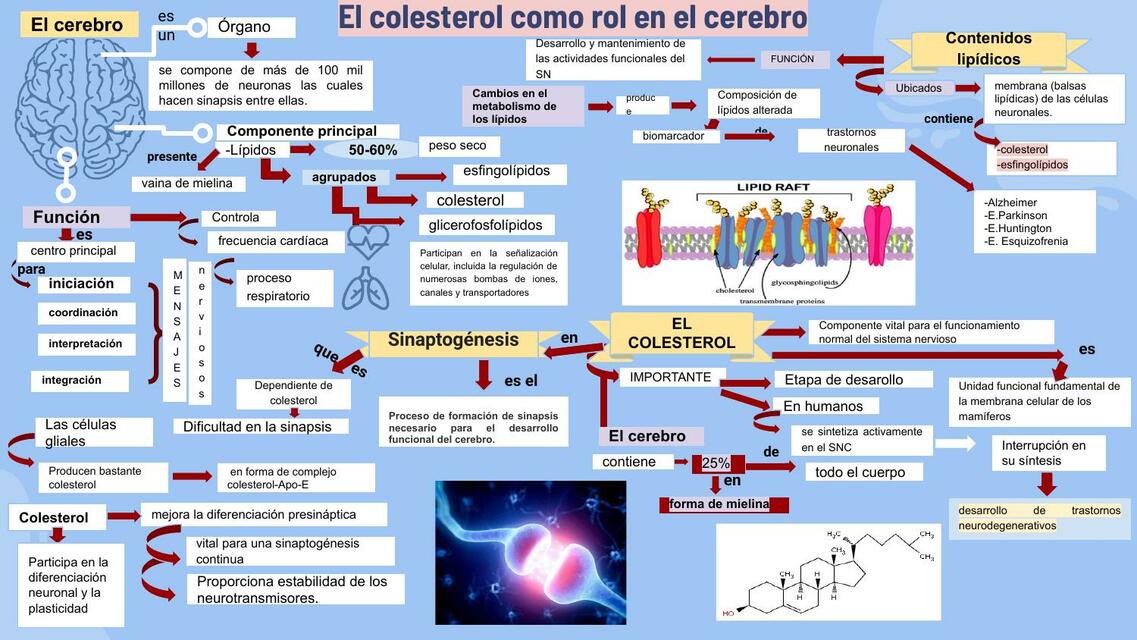 El Colesterol Como Rol En El Cerebro | Gabriela Cuellar Corilla | uDocz