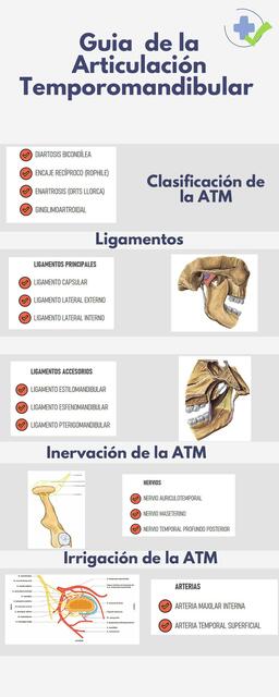 Guía de la Articulación Temporomandibular | Lupita | uDocz
