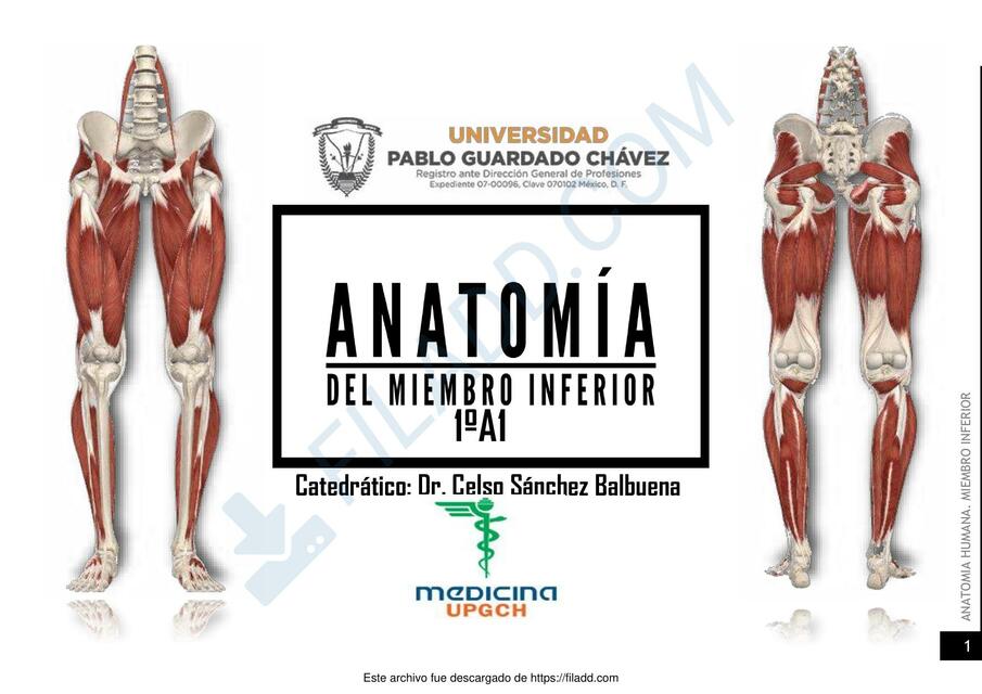 ANATOMÍA | uDocz