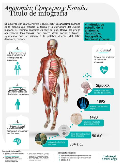 Resumen de Anatomía Humana García- Porrero JA y Hurlé JM | Todo sobre Libros de Medicina | uDocz