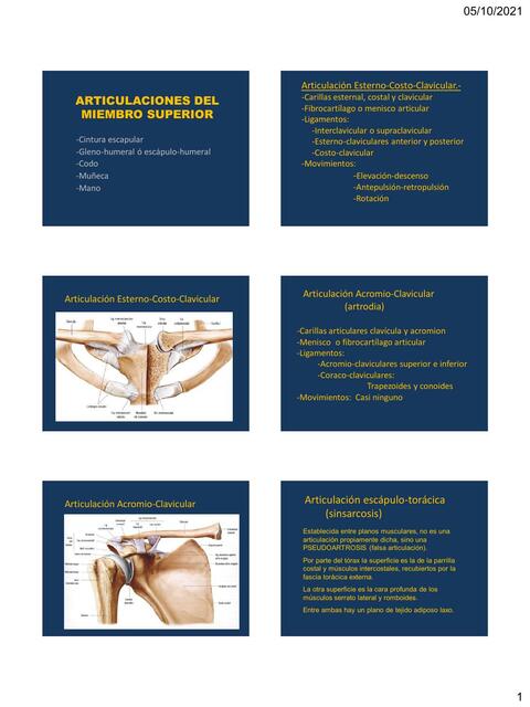 Articulaciones del Miembro Superior | Paula | uDocz