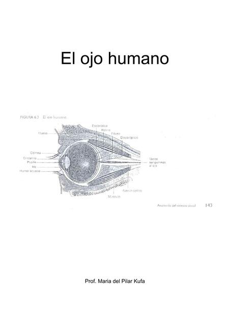 El Ojo Humano | Enfermería | uDocz
