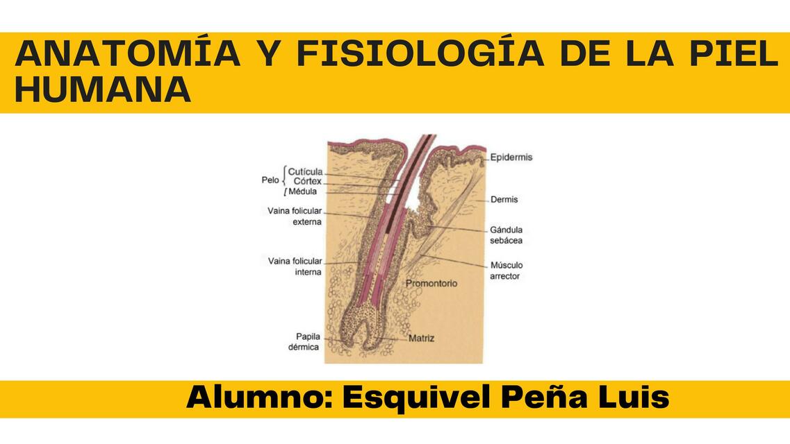 Anatomía y Fisiología de la Piel Humana | ESPM MEDICINA | uDocz