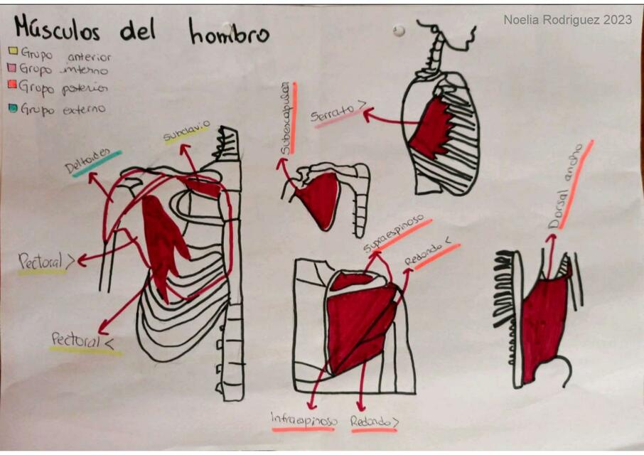 Anatomía | uDocz