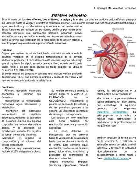 Sistema Urinario | MaValentina Fernandez | uDocz