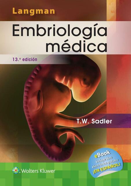 Embriologia medica Langman 13th Edicion | Celeste Villca | uDocz