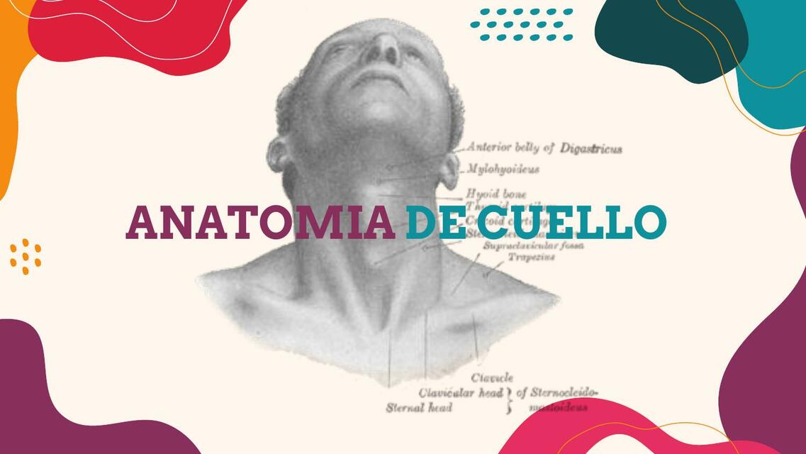 Anatomia del Cuello | Escuela medica | uDocz