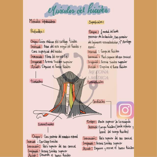 Músculos del Hioides | Mizonamédica | uDocz