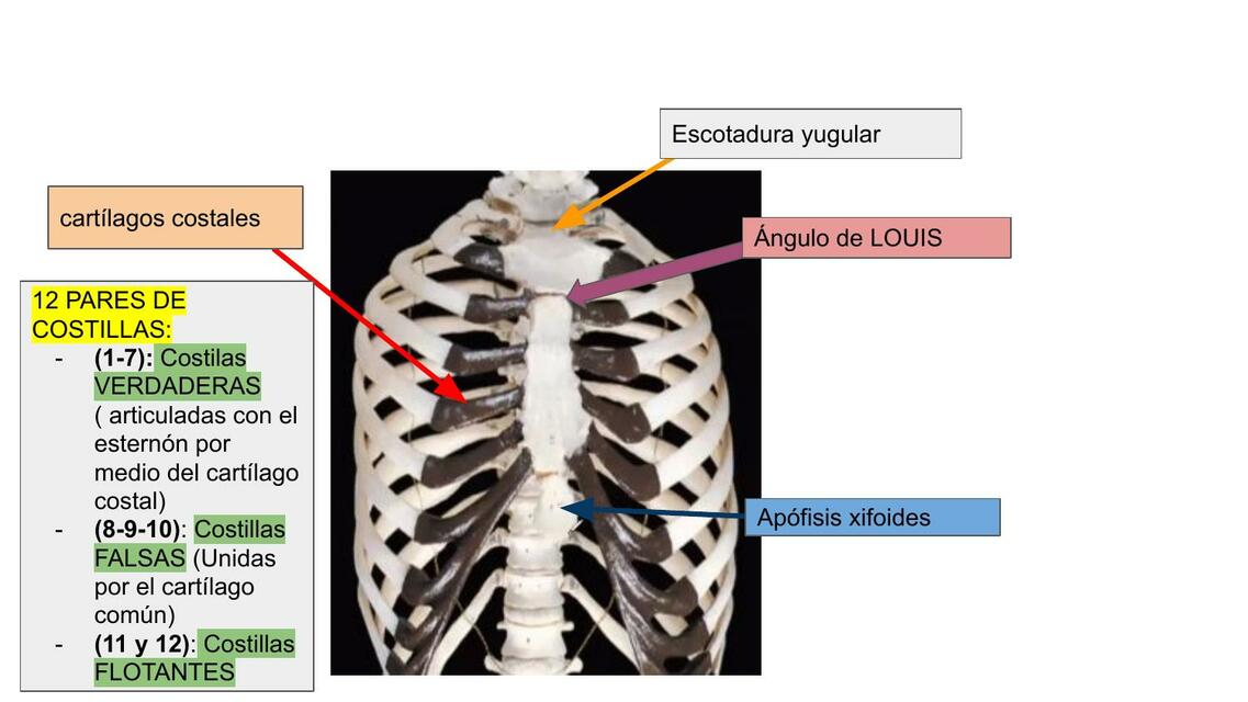 Anatomía Torácica | Gabriela Cuellar Corilla | uDocz