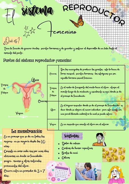 El Sistema Reproductor Femenino | skjdidt | uDocz