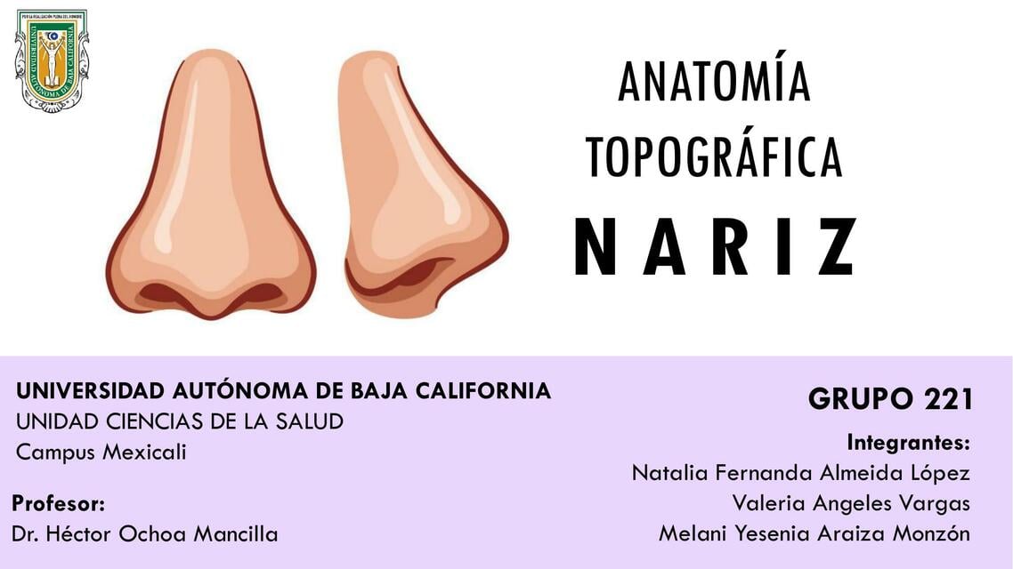 Anatomía de la Nariz | Melani | uDocz