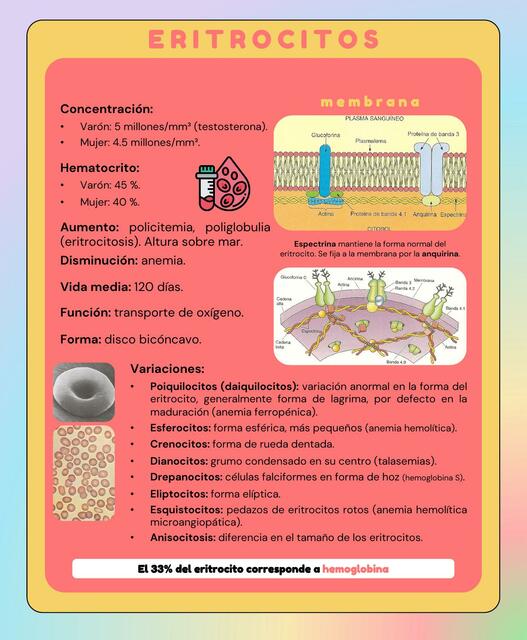 Eritrocitos - Glóbulos Rojos | Javier Rios | uDocz