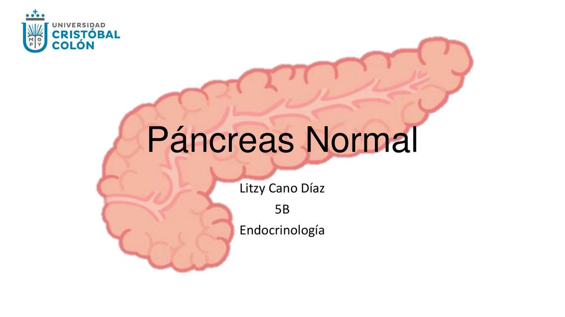 Páncreas Normal | LITZY CANO DIAZ | uDocz