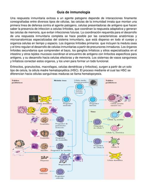 Guía de Inmunología | Evelin Camargo | uDocz