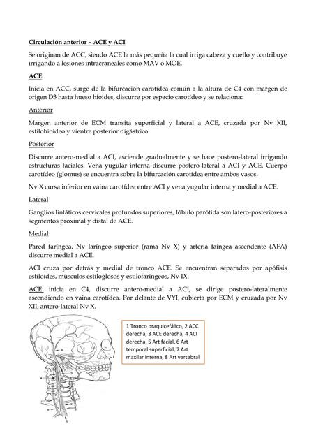Circulación Anterior -ACE y ACI | Lau Degiorgio | uDocz