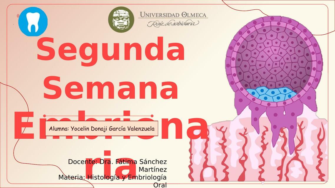 Segunda Semana Embrionaria | Yocelin García | uDocz