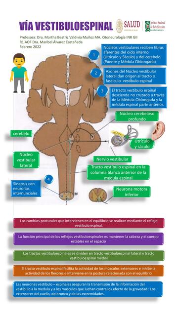 Vía Vestibuloespinal | Maribel Alvarez Castañeda | uDocz