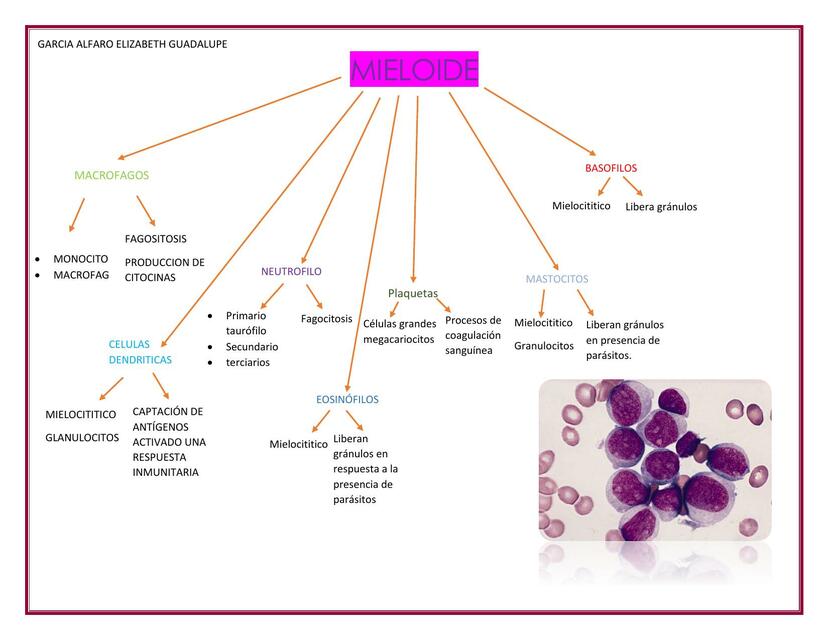 Mieloide | Garcia Alfaro Elizabeth Guadalupe. | uDocz